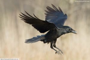 Raven Bird Facts, Pictures & In-Depth Information for Kids and Adults