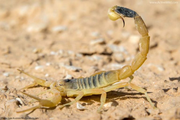 Deathstalker Scorpion Facts, Pictures & Info. Meet A Deadly Scorpion