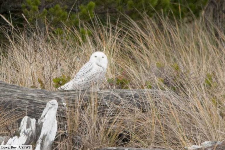 All About Snowy Owls: Facts, Pictures & In-Depth Information