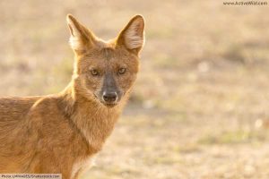 Dhole Facts, Pictures & Information. Discover An Endangered Asian Dog