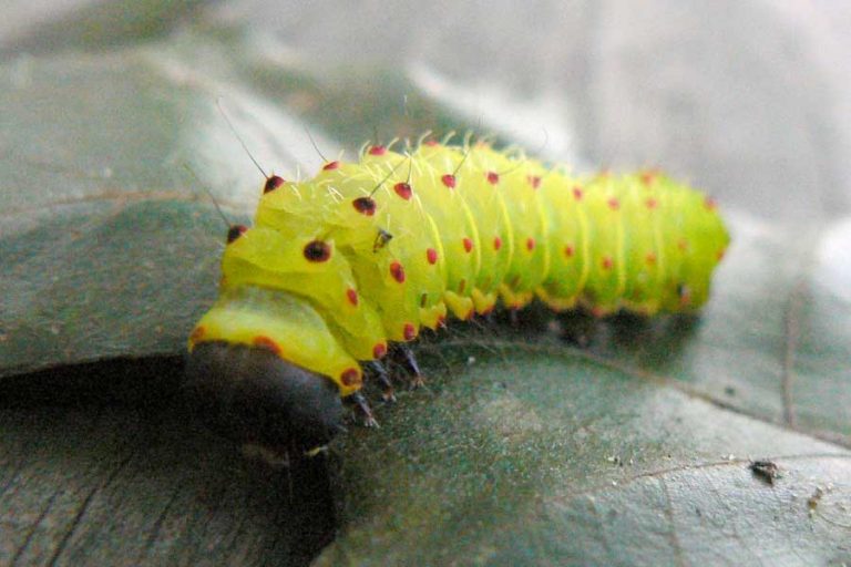 Luna Moth Facts: Luna Moth Pictures and Information: Discover One Of ...