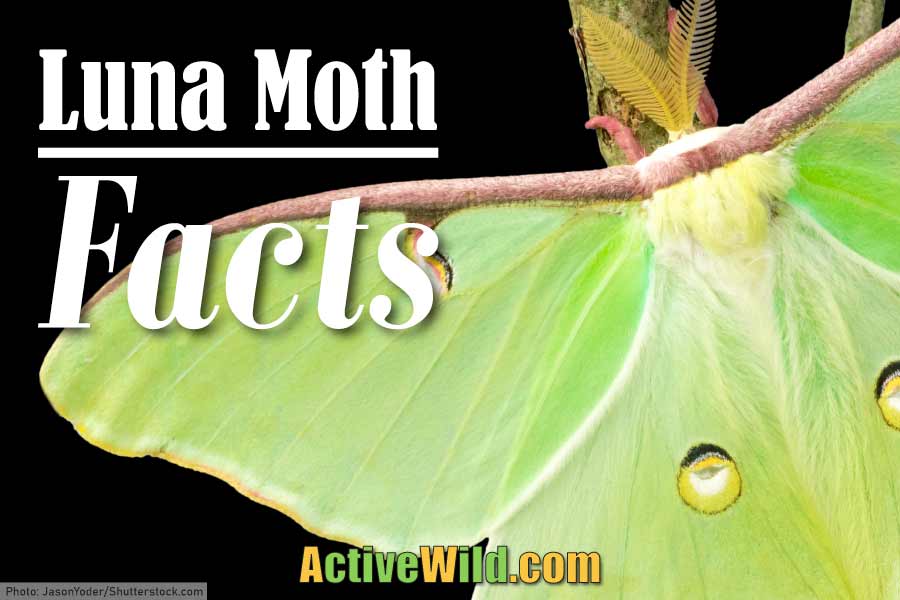 Luna Moth Facts Luna Moth Pictures And Information Discover One Of Luna Moth Facts Luna Moth Pictures And Information Discover One Of