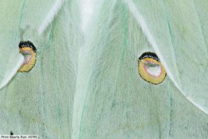 Luna Moth Facts: Luna Moth Pictures and Information: Discover One Of ...