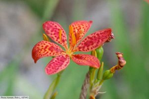 Types Of Flower With Pictures & Examples: Free Botany Lesson