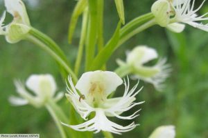 Types Of Flower With Pictures & Examples: Free Botany Lesson