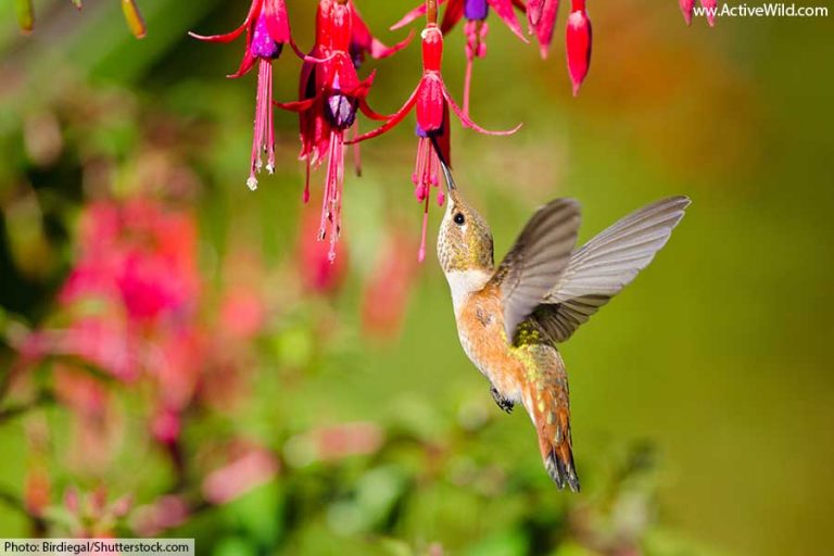 Bird Intelligence: How Intelligent Are Birds? Info, Facts & Examples