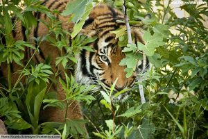 Jungle Animals List With Pictures & Facts: Animals That Live In Jungles