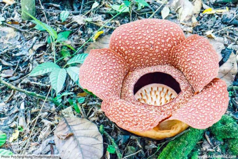 Weird Plants List, Pictures & Facts: Strange Plants From Around The World