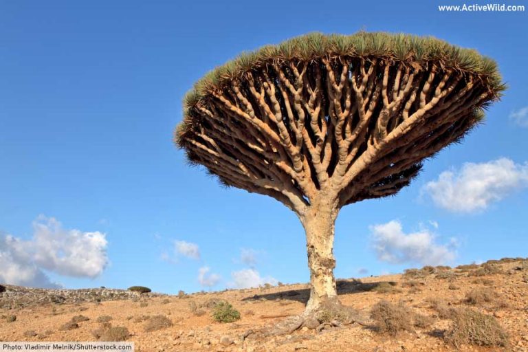 Weird Plants List, Pictures & Facts: Strange Plants From Around The World
