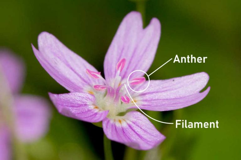 Parts Of A Flower Identified & Explained: Diagram & Photos