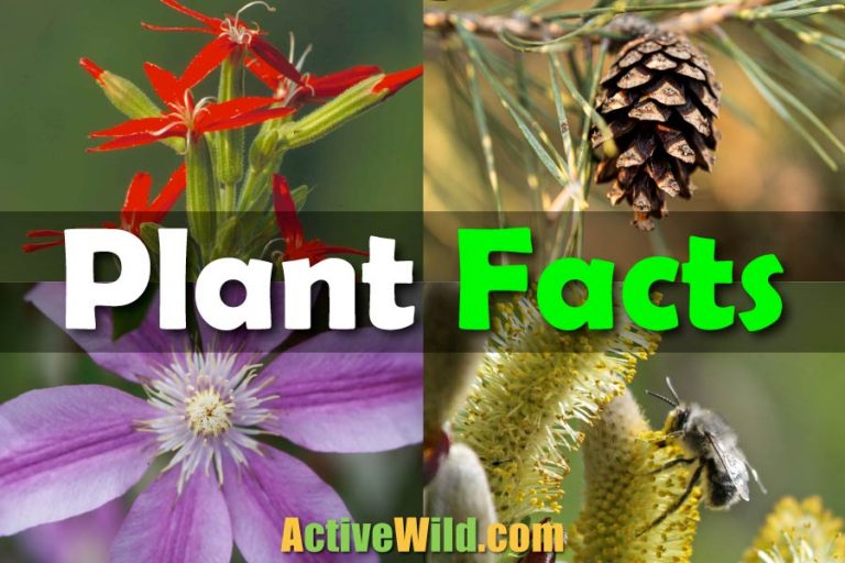 Plants Facts For Kids Students With FREE Printable Plants Worksheet