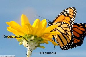 Parts Of A Flower Identified & Explained: Diagram & Photos