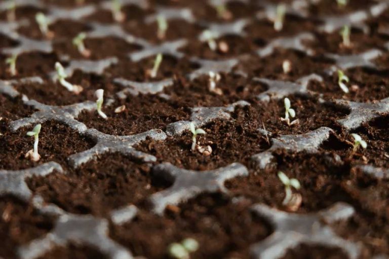 The Life Cycle Of A Flower: Discover How Flowering Plants Reproduce