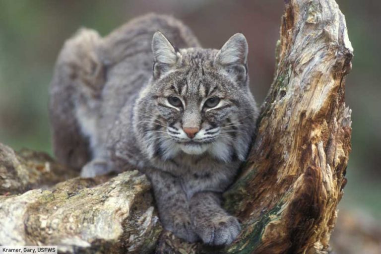 Wild Cats Of North America: All North American Cats List - Pictures & Facts