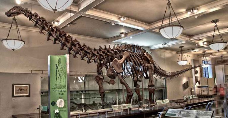 Brontosaurus Facts: A Giant Sauropod Dinosaur Of The Jurassic Period