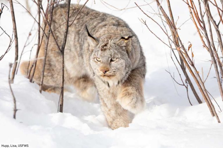 Types Of Wild Cats: All Cats In The Cat Family | Environment.org