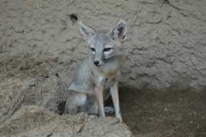 Kit Fox Facts, Pictures & Information: North American Desert Animal