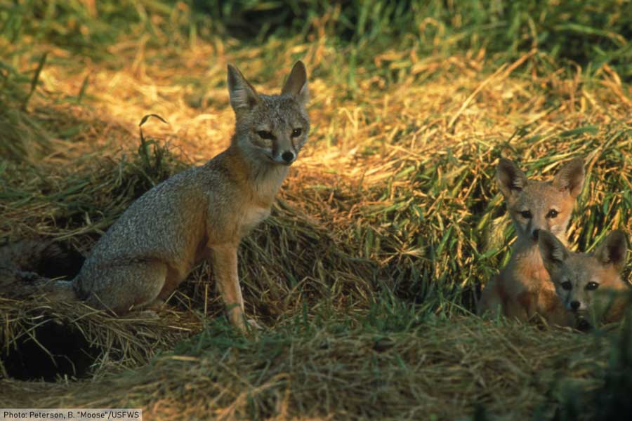 Kit Fox Facts Pictures Information North American Desert Animal Kit Fox Facts Pictures Information North American Desert Animal