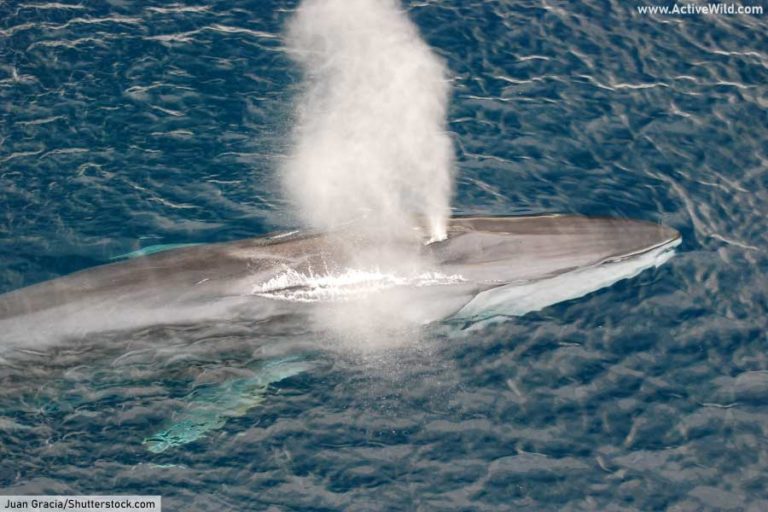 Types Of Whales: Pictures & Facts On Every Living Whale Species ...