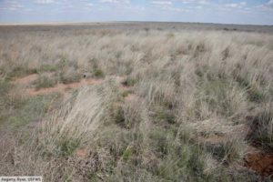 Grasslands & The Grassland Biome: Facts, Plants, Animals, Ecology