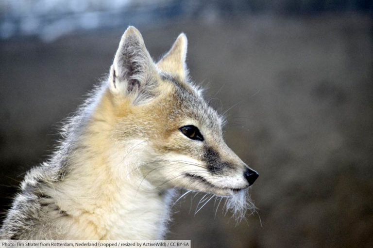 Swift Fox Facts, Pictures & Information. North American Wild Dog Species