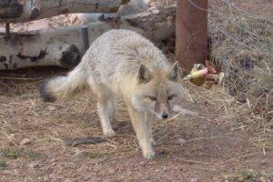 Swift Fox Facts, Pictures & Information. North American Wild Dog Species