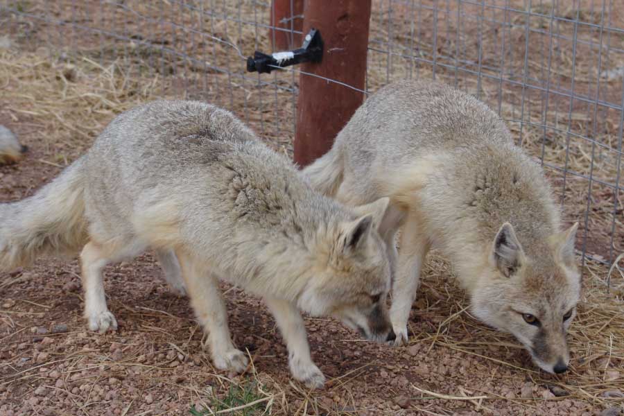 Swift Fox Facts Pictures Information North American Wild Dog Species Swift Fox Facts Pictures Information North American Wild Dog Species