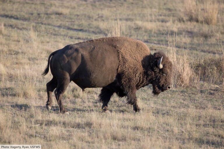 American Bison Facts, Pictures, History & Conservation Information