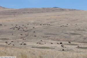 American Bison Facts, Pictures, History & Conservation Information
