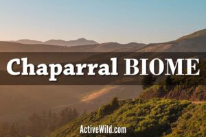 The Chaparral Biome Facts, Pictures & In-Depth Information
