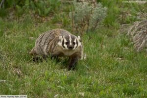 American Badger Facts, Pictures & In-Depth Information