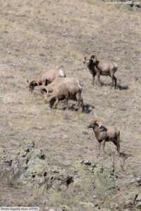 Bighorn Sheep Facts & Pictures: Ovis canadensis Information