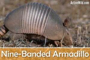 Nine-Banded Armadillo Facts, Pictures & In-Depth Information