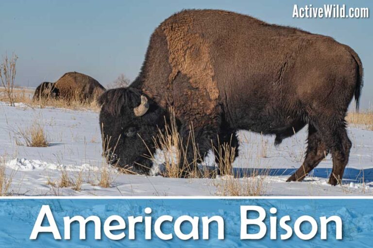 North American Animals List With Pictures & Facts + Printable Worksheet