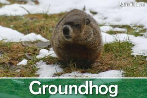 Groundhog Facts, Pictures & Information: Woodchuck / Marmota monax