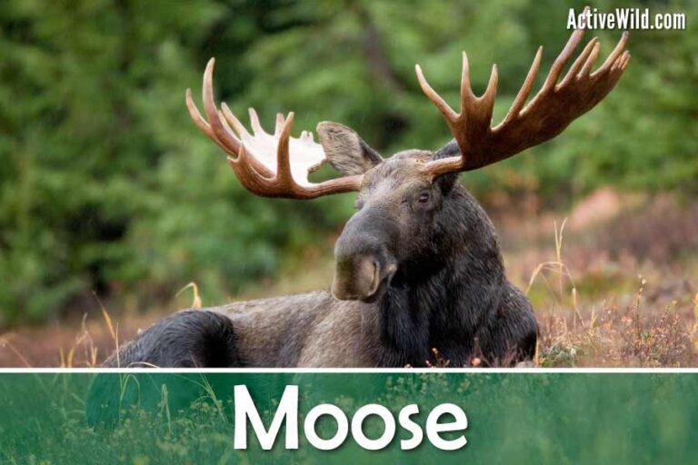 North American Animals List With Pictures & Facts + Printable Worksheet