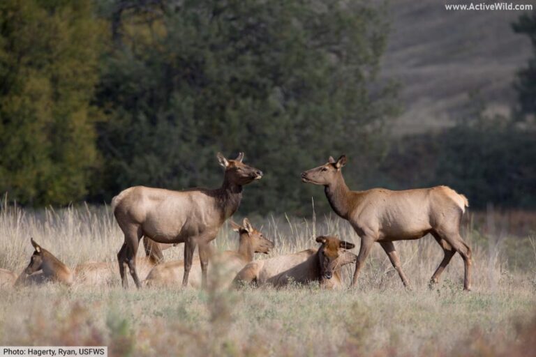 Elk Facts, Pictures & Information: An Iconic North American Species
