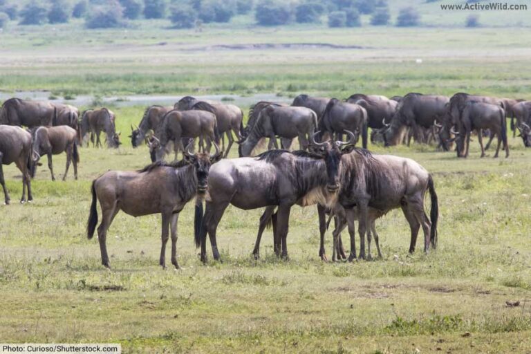 Blue Wildebeest Migration Facts: The World's Largest Land Migration