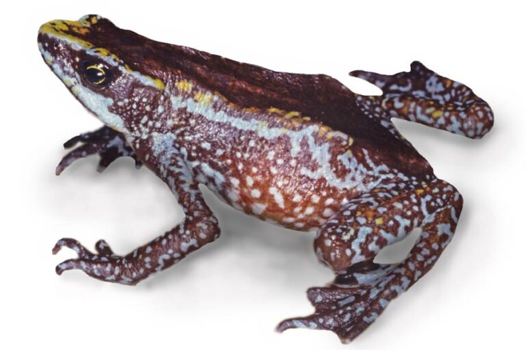 Recently Extinct Animals: Amazing Species Recently Gone Extinct