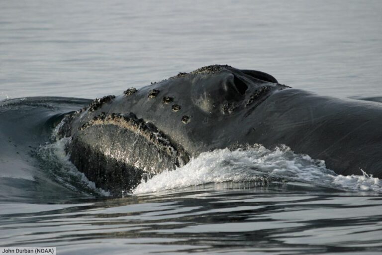 Types Of Whales: Pictures & Facts On Every Living Whale Species ...