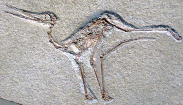 Pterosaur Facts – Amazing Flying Reptiles That Lived With Dinosaurs