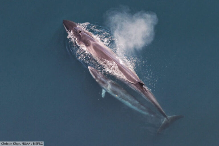Types Of Whales: Pictures & Facts On Every Living Whale Species ...