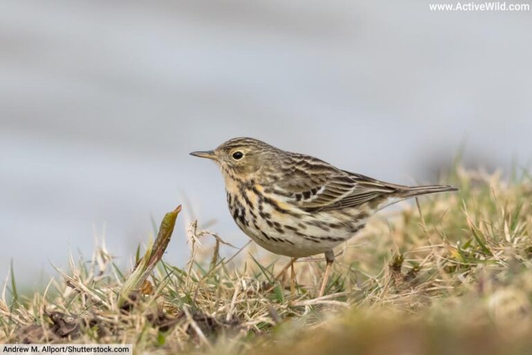 What Are The Most Common British Birds - List, Pictures, Info & ID Tips
