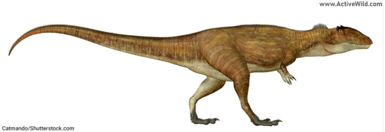 Carcharodontosaurus – Discover One Of The Worlds Largest Predatory ...