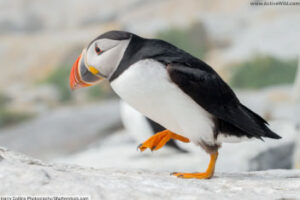 Different Types Of Birds: List With Pictures & Interesting Facts