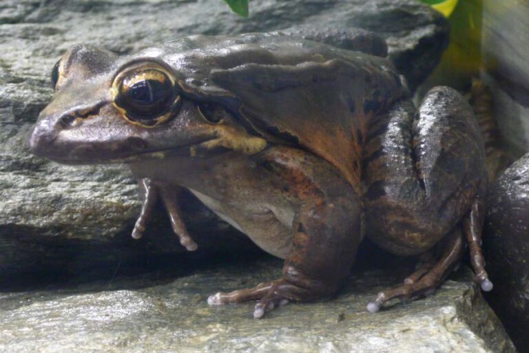 Critically Endangered Species List, Pictures & Interesting Facts ...