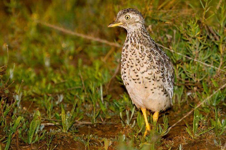 Grassland Animals List, Interesting Facts, Animals That Live In Grasslands