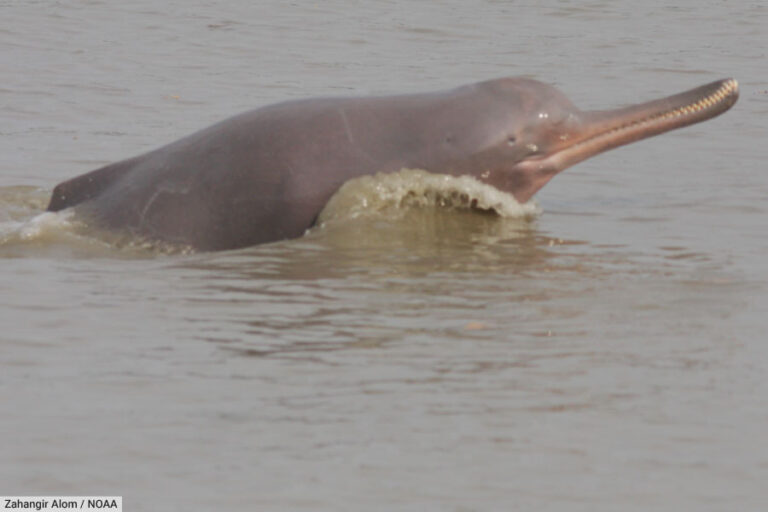 Types Of Dolphins: List Of All Dolphin Species, Pictures & Facts