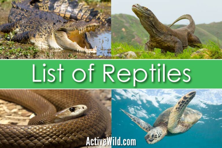 List Of Reptiles With Pictures & Facts: Examples Of Reptile Species
