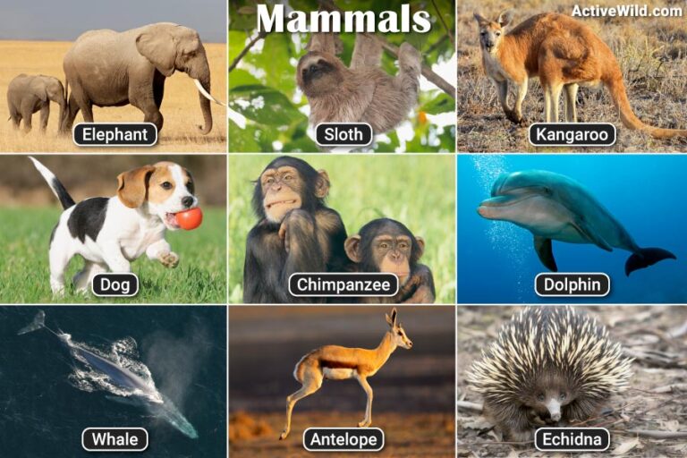 Are Marsupials Mammals (And Why)? Marsupials Vs Placental Mammals